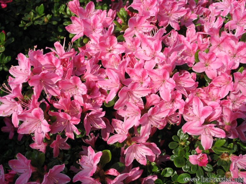 Azalia japońska "Kermesina Rosea" | Jadwiga Barteczko
