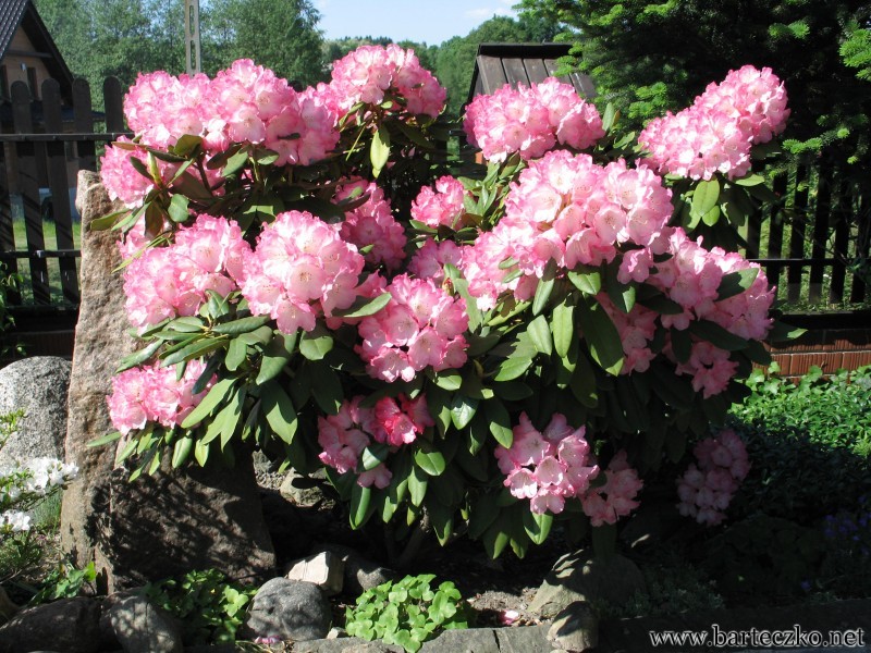 Rododendron "Fantastica" kwitnie co dzień inaczej | Jadwiga Barteczko