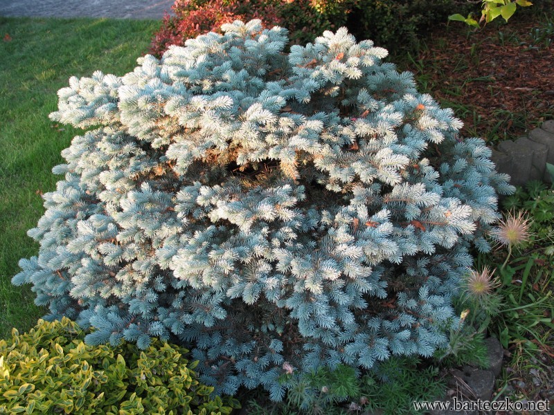 Świerk kłujący (Picea pugens) "Glauca Globosa" | Jadwiga Barteczko