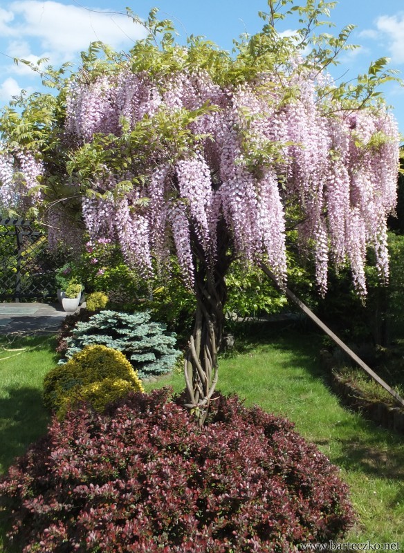 Glicynia japońska (wisteria floribunda )"Rosea" | Jadwiga Barteczko