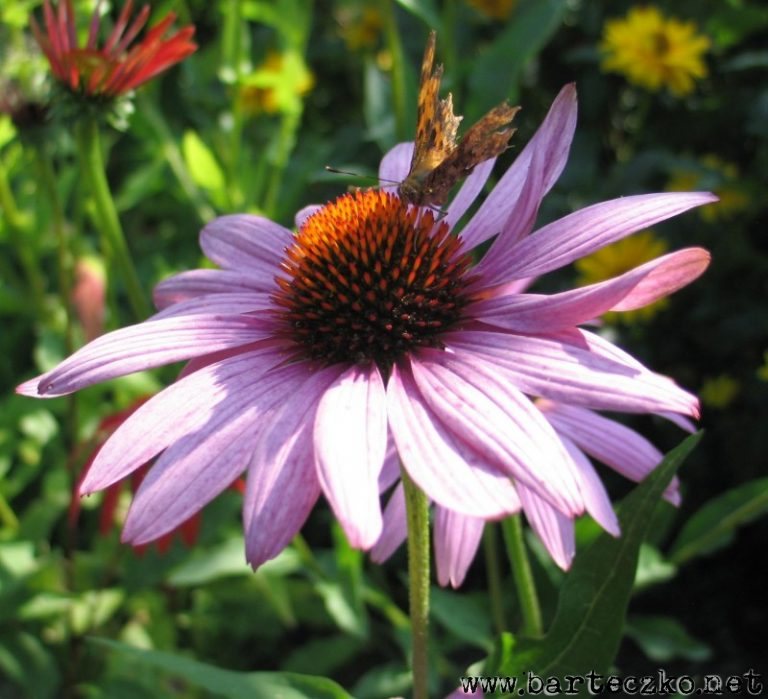 Jeżówka purpurowa (Echinacea purpurea) "Prairie splendor" | Jadwiga ...