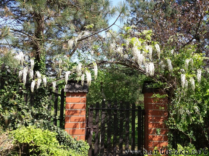 Glicynia kwiecista (Wisteria floribunda) "Shiro-noda" syn. "Longissima ...