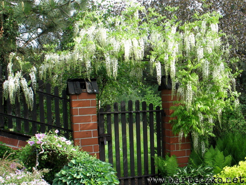 Glicynia kwiecista (Wisteria floribunda) "Shiro-noda" syn. "Longissima ...