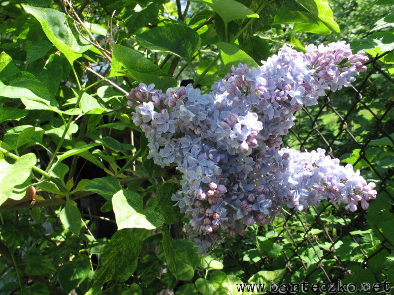 Najpiękniejszy bez w ogrodzie | Jadwiga Barteczko