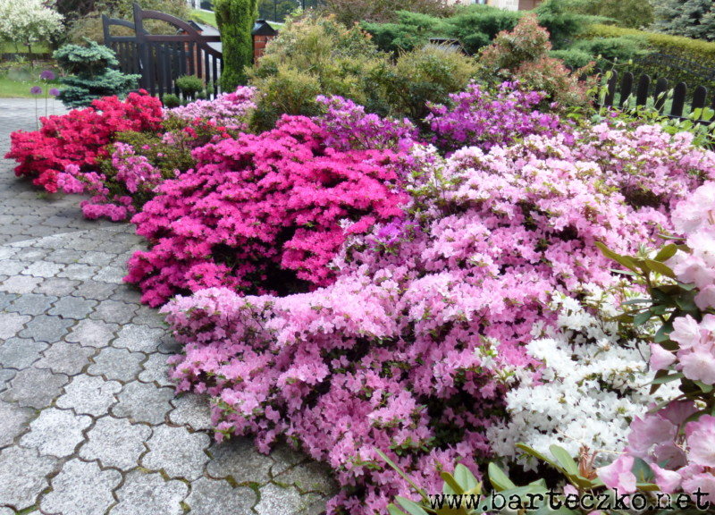 Najładniejsze małe azalie | Jadwiga Barteczko