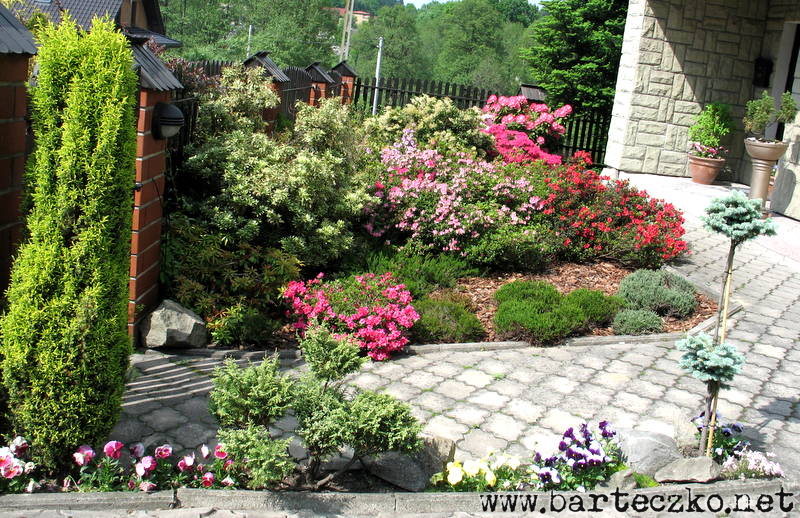 Wąska rabata iglakowa | Jadwiga Barteczko