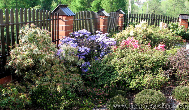 Niezawodnie kwitnacy wczesny rododendron | Jadwiga Barteczko