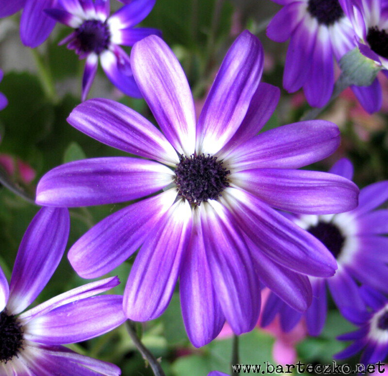 Starzec popielnik, senetti, cyneraria (Pericallis Senetti) 'Blue ...